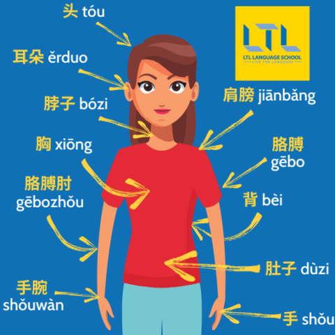 Les Parties du Corps en Chinois || 60+ Mots & Phrases Utiles
